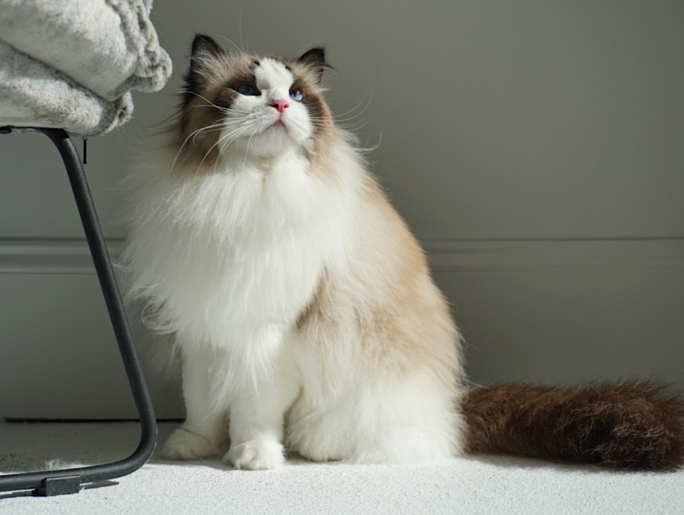 Ragdoll – The Charleston Cat Groomer